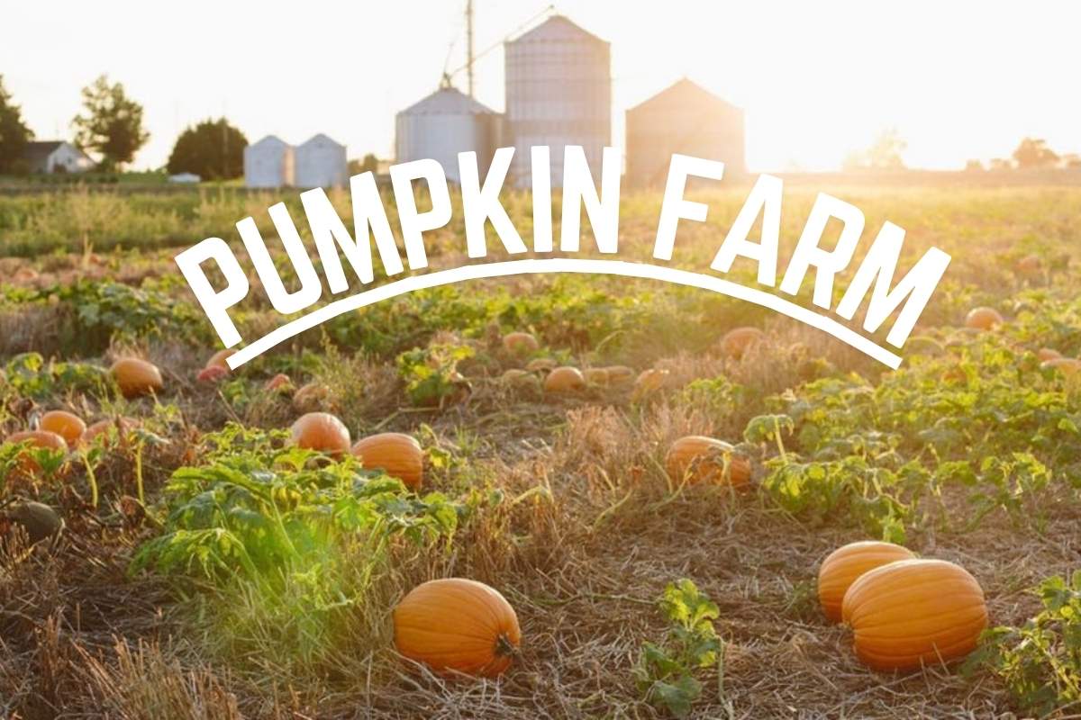 Tate Farms - Pumpkin Farm Huntsville, Madison, Athens, Alabama