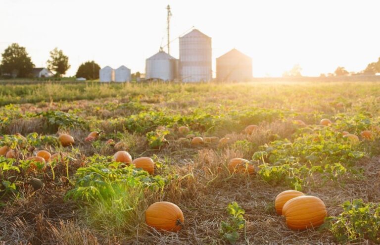 Pumpkin Farm - Tate Farms