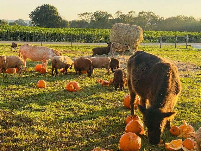 Attractions - Tate Farms